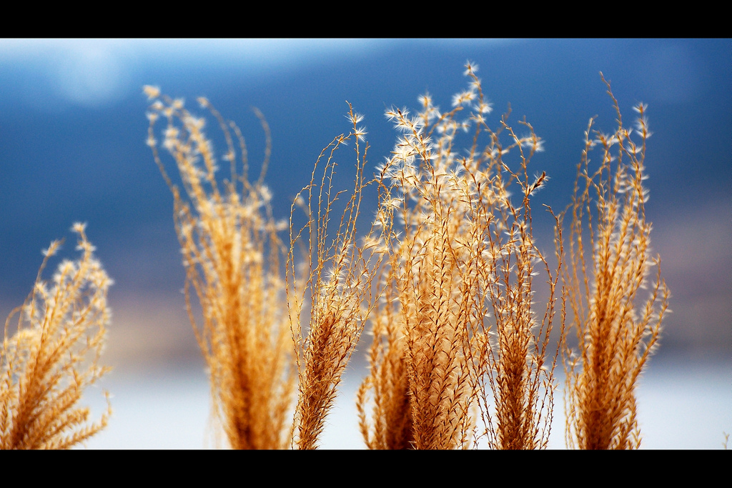Bokeh Vs DOF — The Difference Between The Two – APN Photography