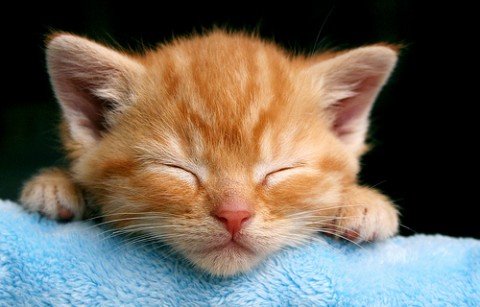 Cute Pet Photographs — 33 Cutest Pics – APN Photography