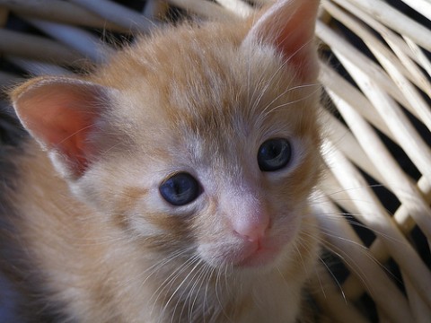 Cute Pet Photographs — 33 Cutest Pics – APN Photography