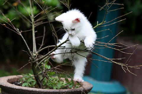 Cute Pet Photographs — 33 Cutest Pics – APN Photography