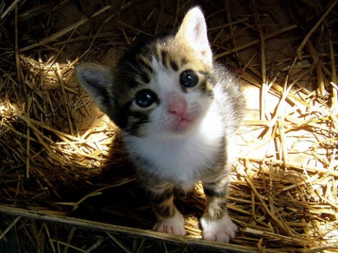 Cute Pet Photographs — 33 Cutest Pics – APN Photography