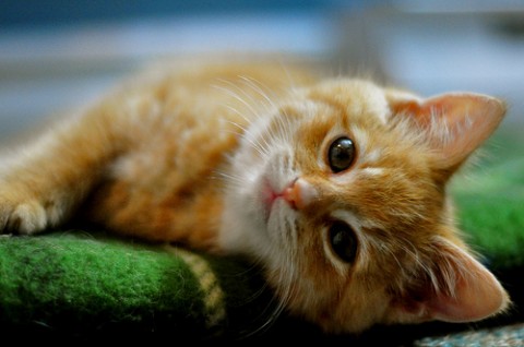 Cute Pet Photographs — 33 Cutest Pics – APN Photography