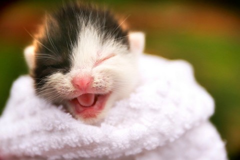 Cute Pet Photographs — 33 Cutest Pics – APN Photography