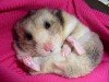 Cute Pet Photographs — 33 Cutest Pics – APN Photography