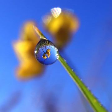 Macro Photography — 5 Unique Techniques For Capturing The Fine Details ...