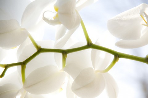 Lighting Tips — The Ultimate Beginner's Guide To Shooting High Key ...