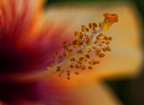 Image Stacking — 15 Finest Examples Of Focus Stacking – APN Photography