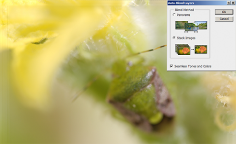 Macro Photography — An Introduction To Focus Stacking – APN Photography