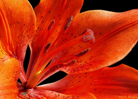 Image Stacking — 15 Finest Examples Of Focus Stacking – APN Photography