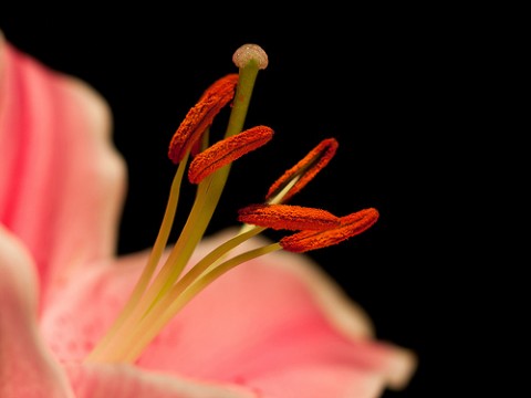 Image Stacking — 15 Finest Examples Of Focus Stacking – APN Photography